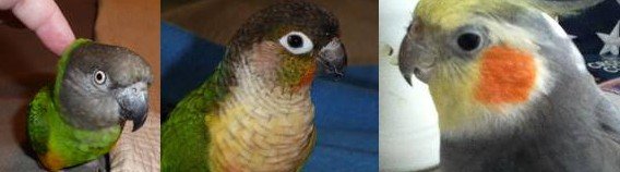 Florida Parrot Rescue